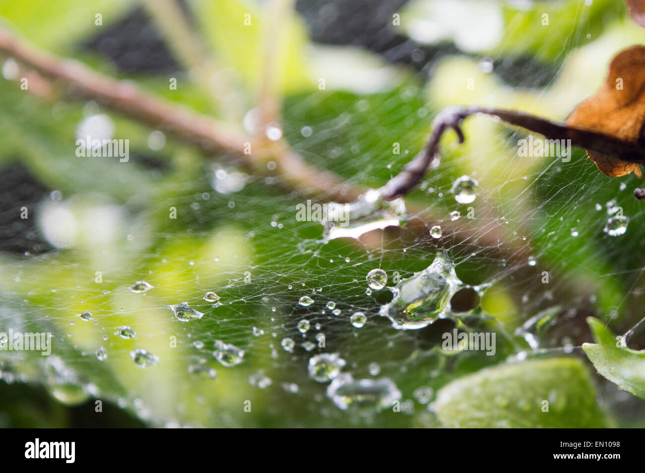 Spider web in the rain Stock Photo - Alamy