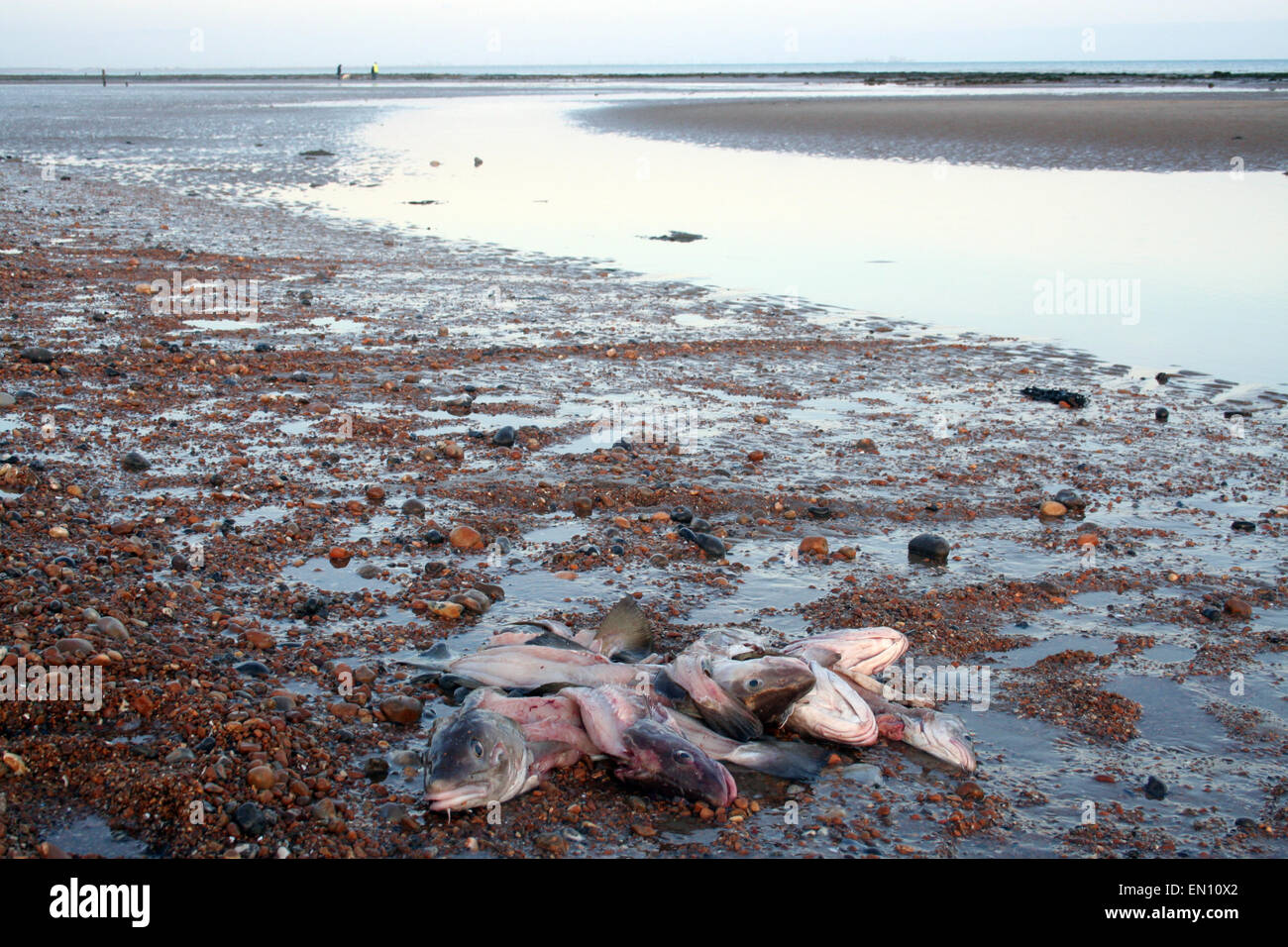 Fish left behind after gutting and filleting Stock Photo - Alamy