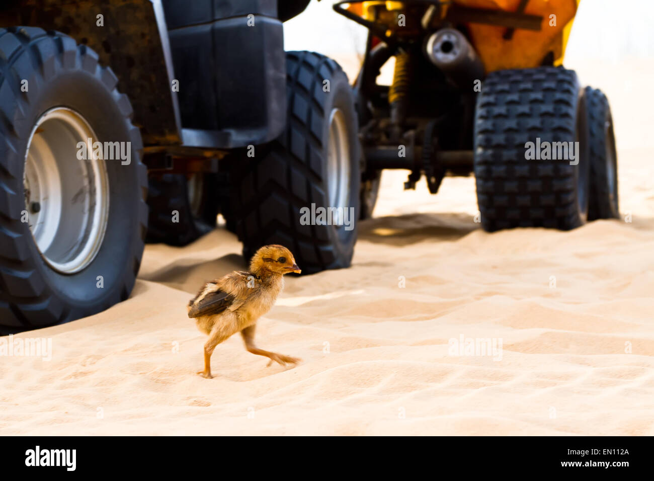 Chicken running away hi-res stock photography and images - Alamy