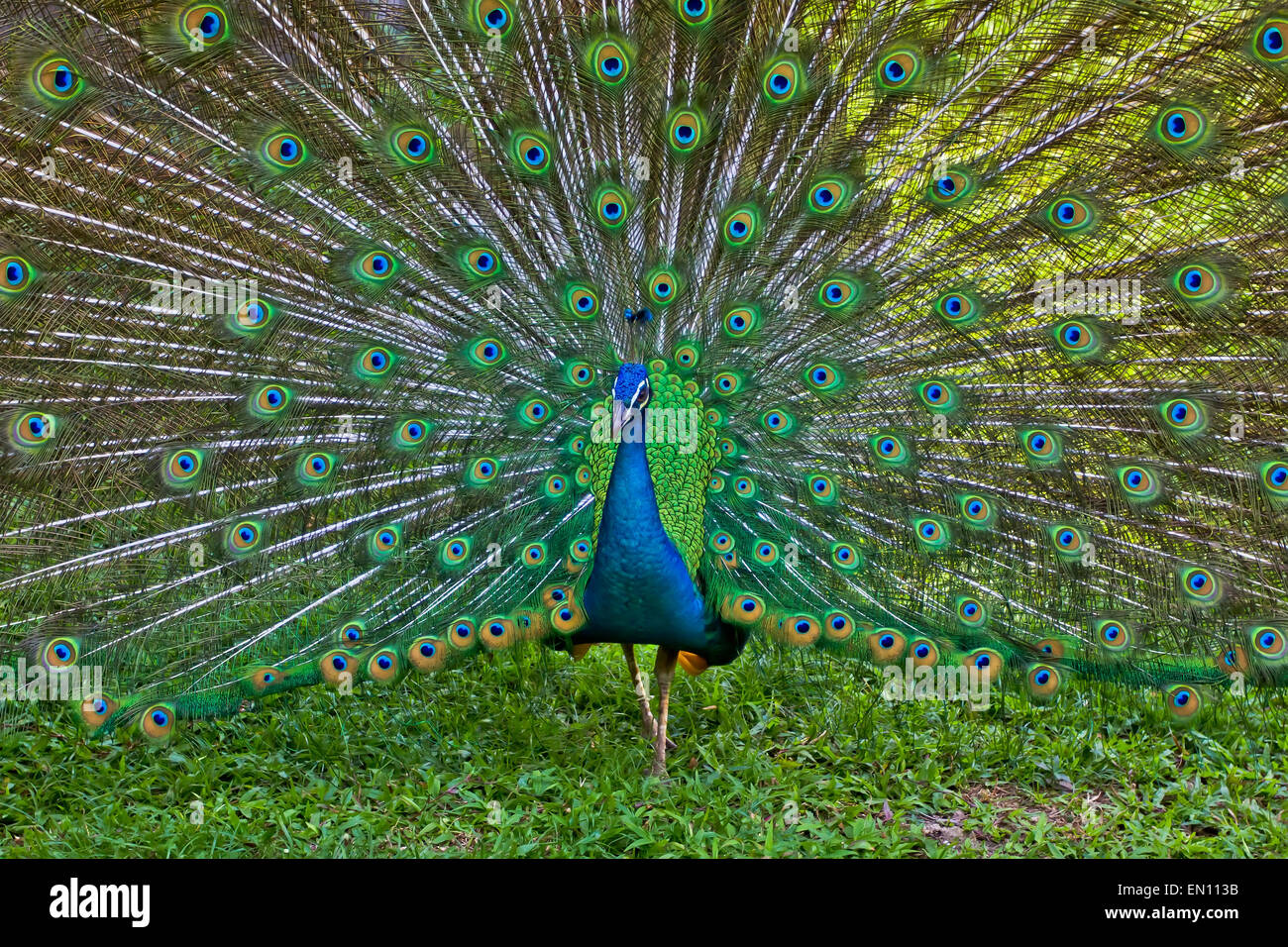 Preening peacock hi-res stock photography and images - Alamy