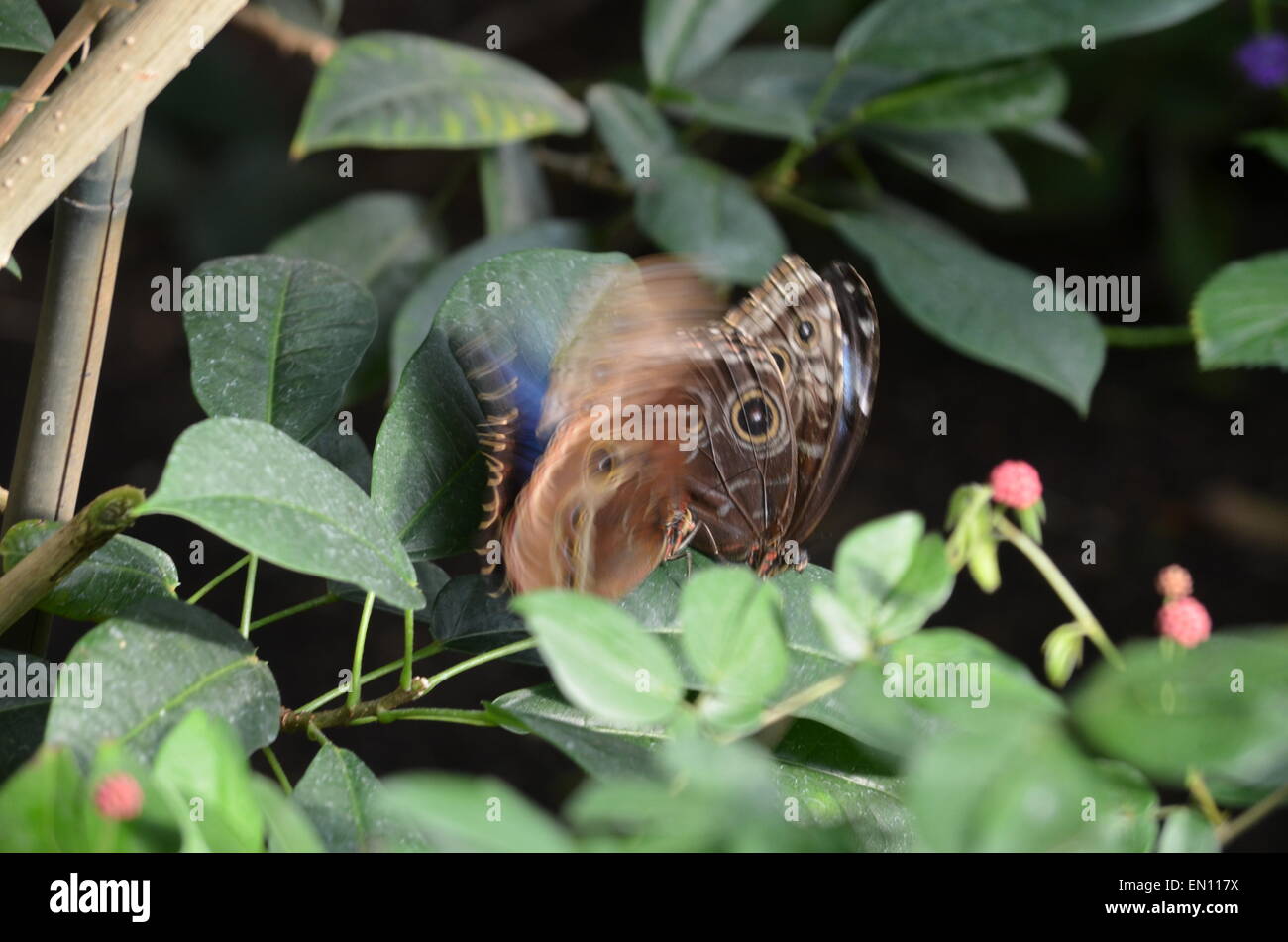 Butterfly landing hi-res stock photography and images - Alamy