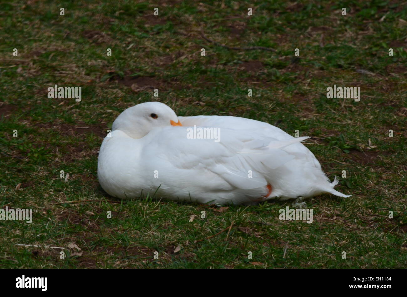 Duck beaks hi-res stock photography and images - Alamy