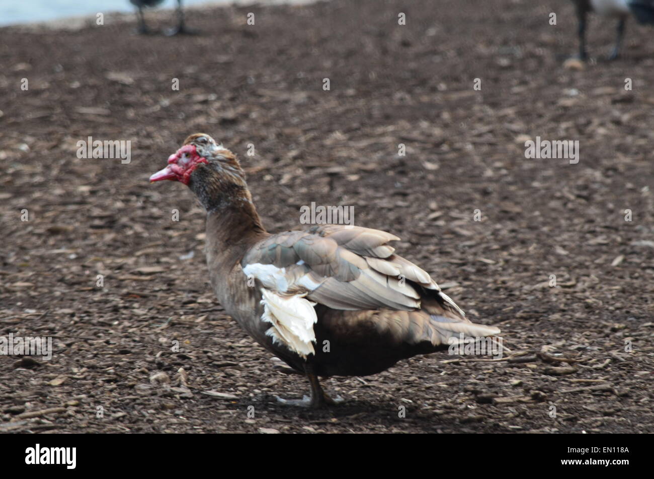 Injured goose injured bird hi-res stock photography and images - Alamy