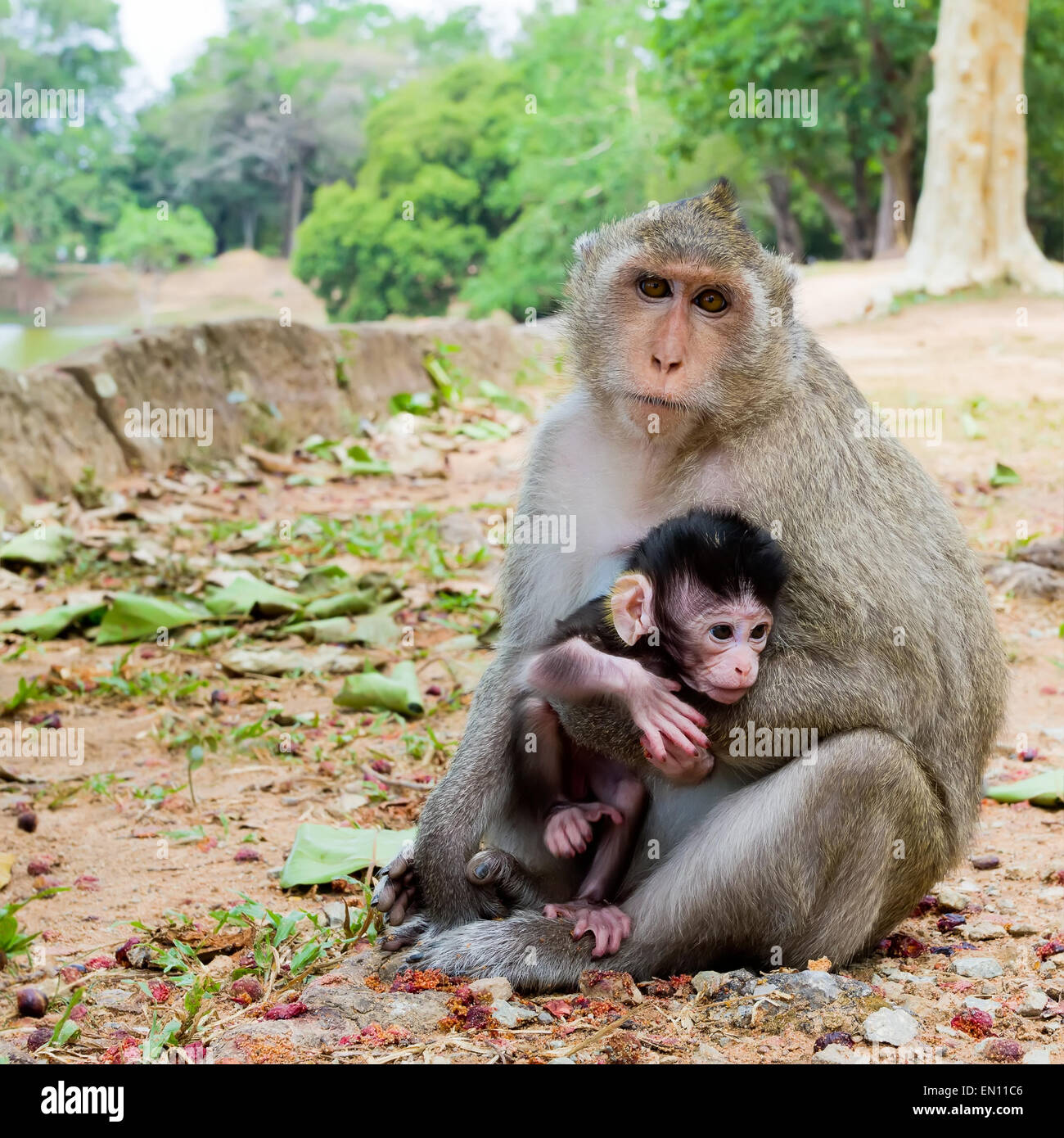 Monkey with its baby Stock Photo - Alamy