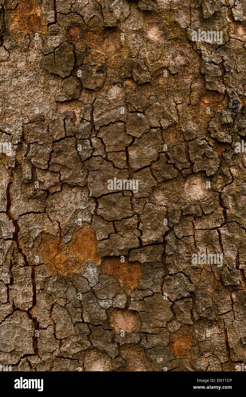 Old bark of tree texture Stock Photo - Alamy
