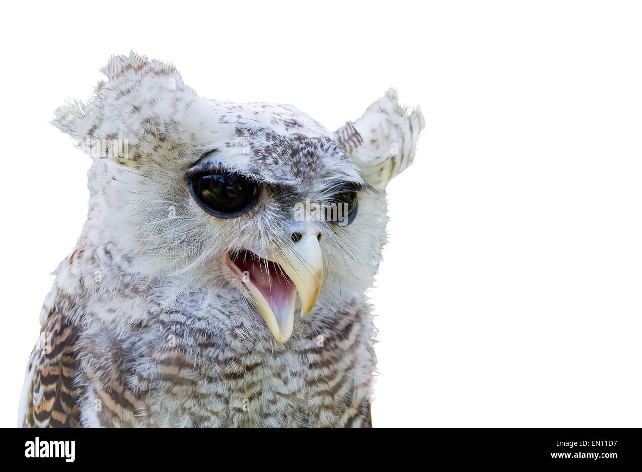 Owl with open beak isolated on white Stock Photo - Alamy