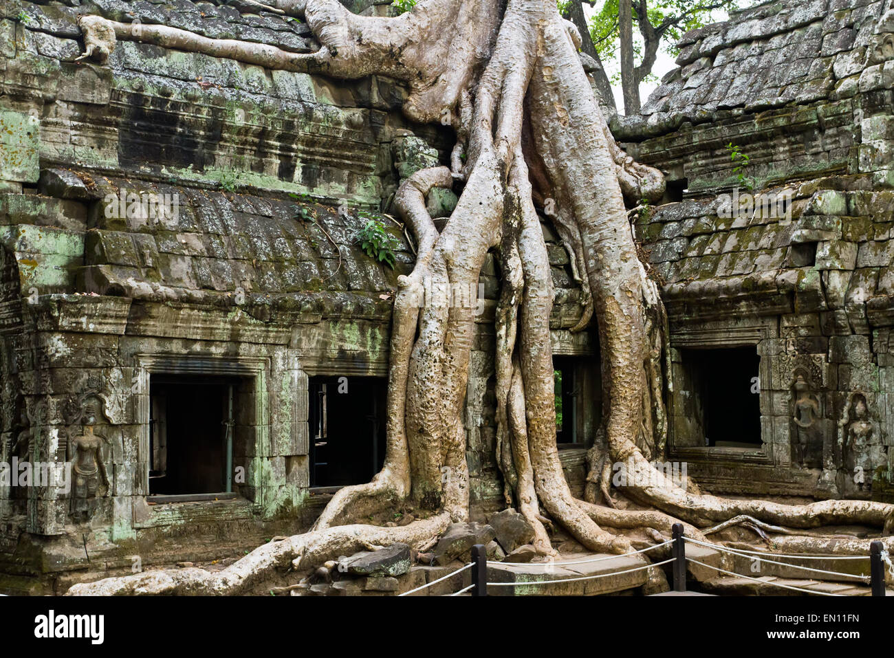Giant tree covering Ta Prom temple, Siem Reap, Cambodia Stock Photo - Alamy