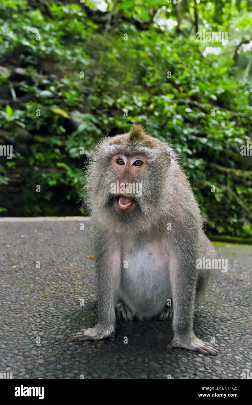 Macaque monkey with open mouth. Ubud Monkey Forest Stock Photo - Alamy