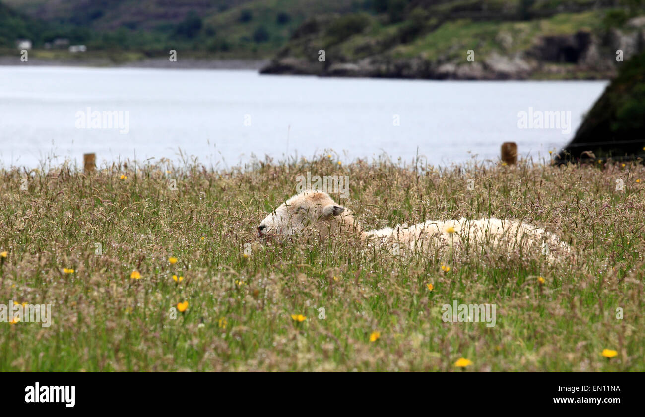Sheep uk hiding hi-res stock photography and images - Alamy
