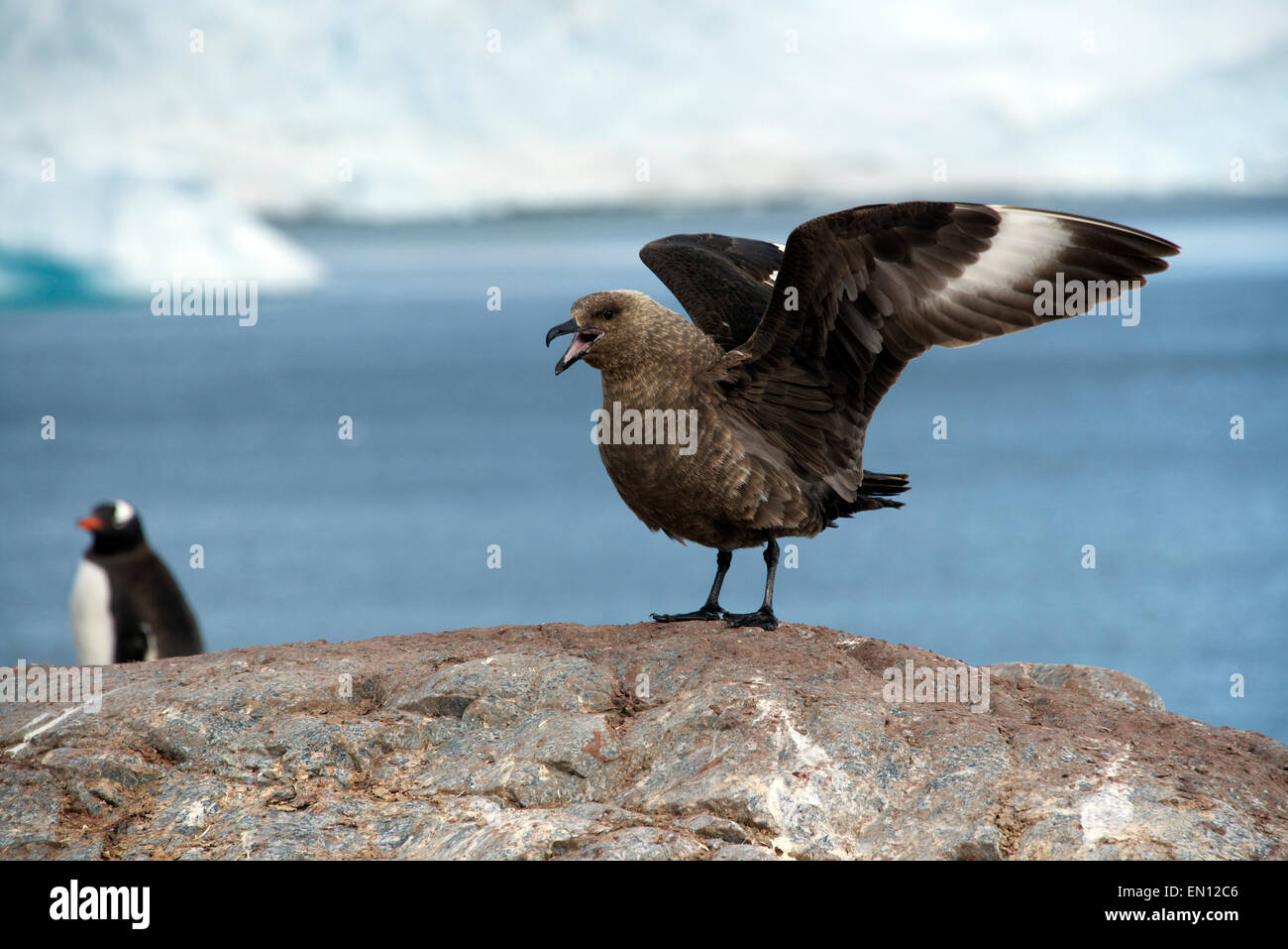 Brown Scua with outstretched wings Cuverville Island Antarctic ...