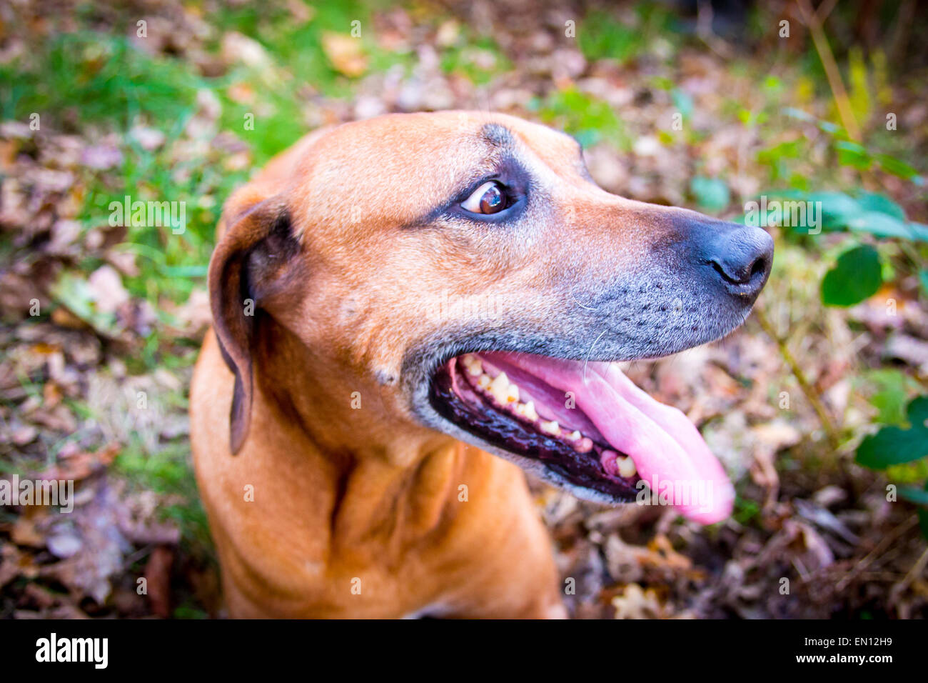 Happy Old Rhodesian Ridgeback Stock Photo - Alamy