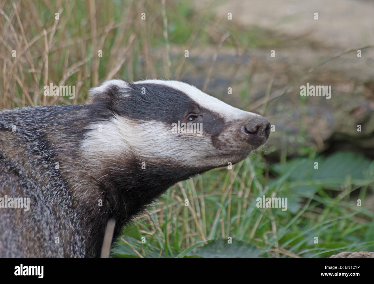 BADGER, Head, Meles Meles, Surrey; England Stock Photo - Alamy
