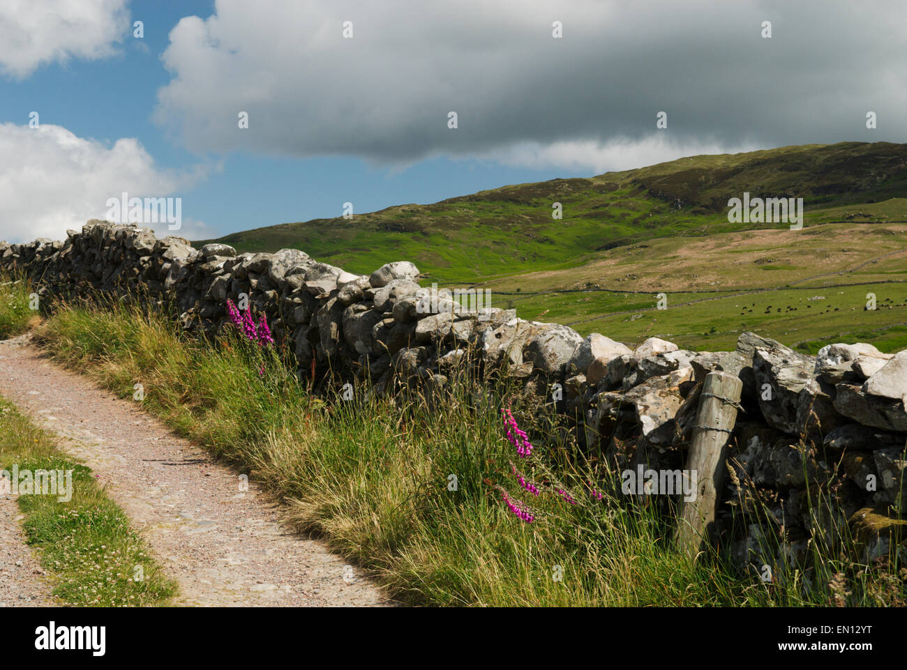Stone Wall, Scotland Stock Photo - Alamy