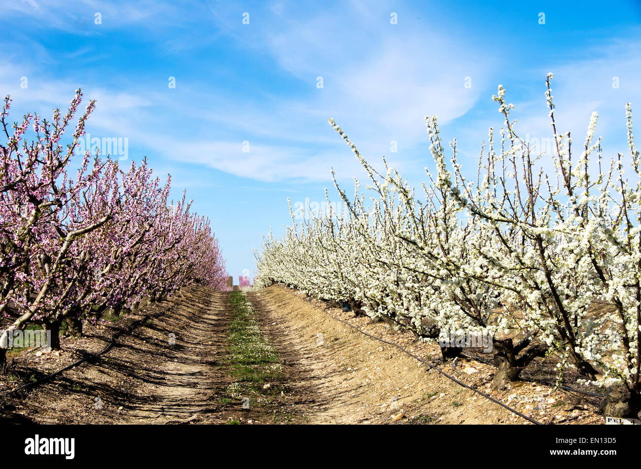 Peach tree italy hi-res stock photography and images - Alamy