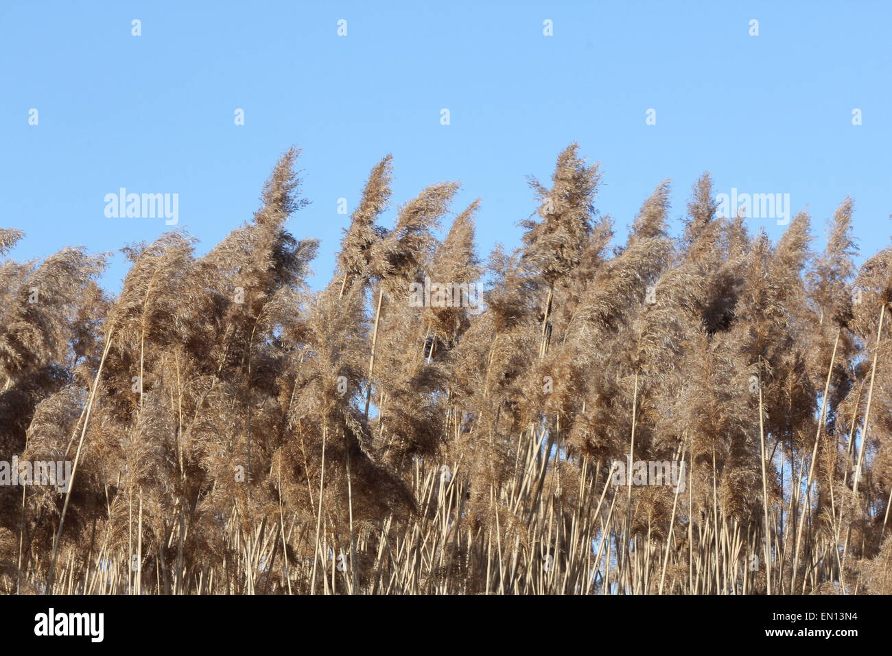 Invasive phragmites hi-res stock photography and images - Alamy