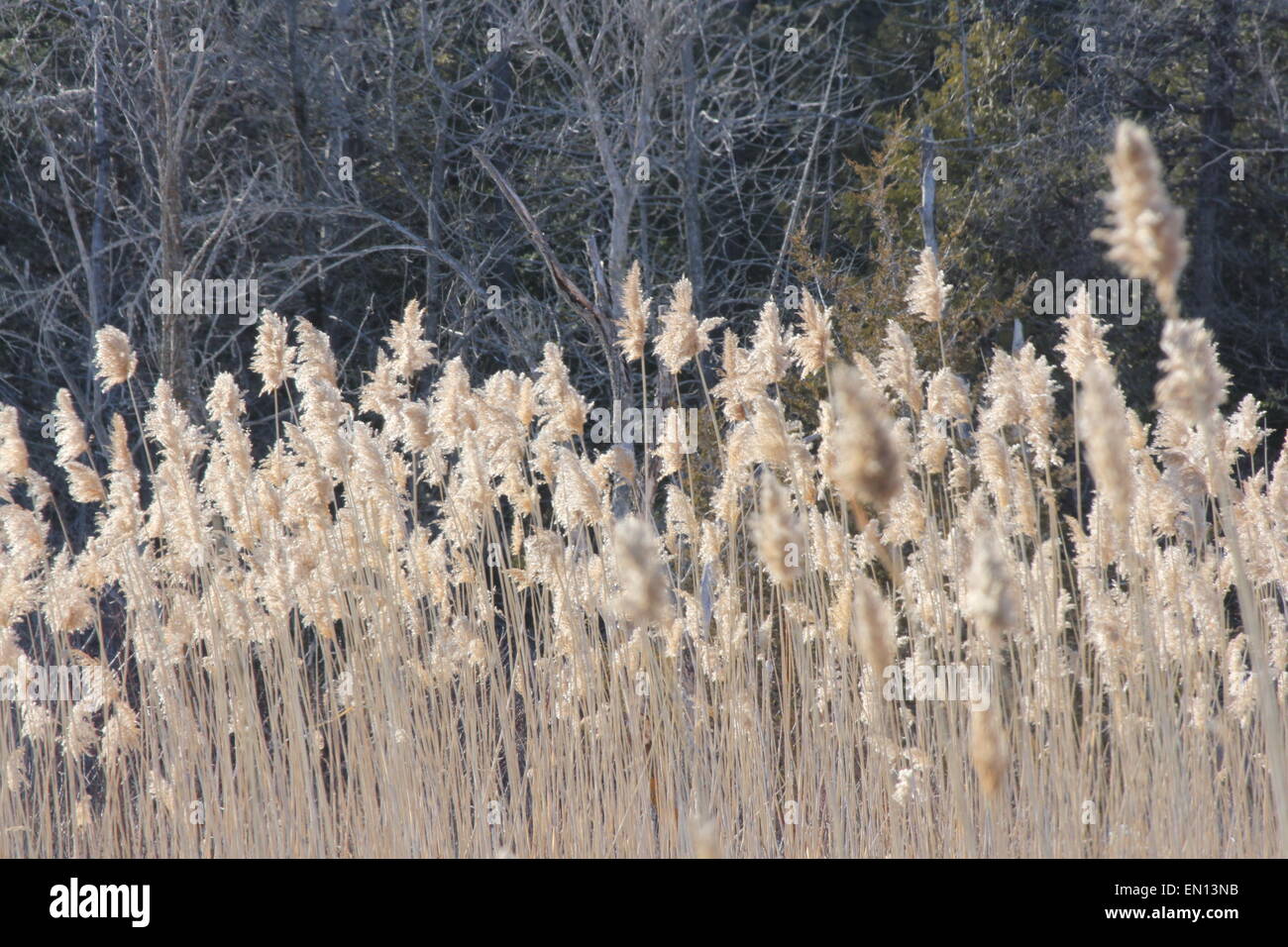 Invasive phragmites hi-res stock photography and images - Alamy