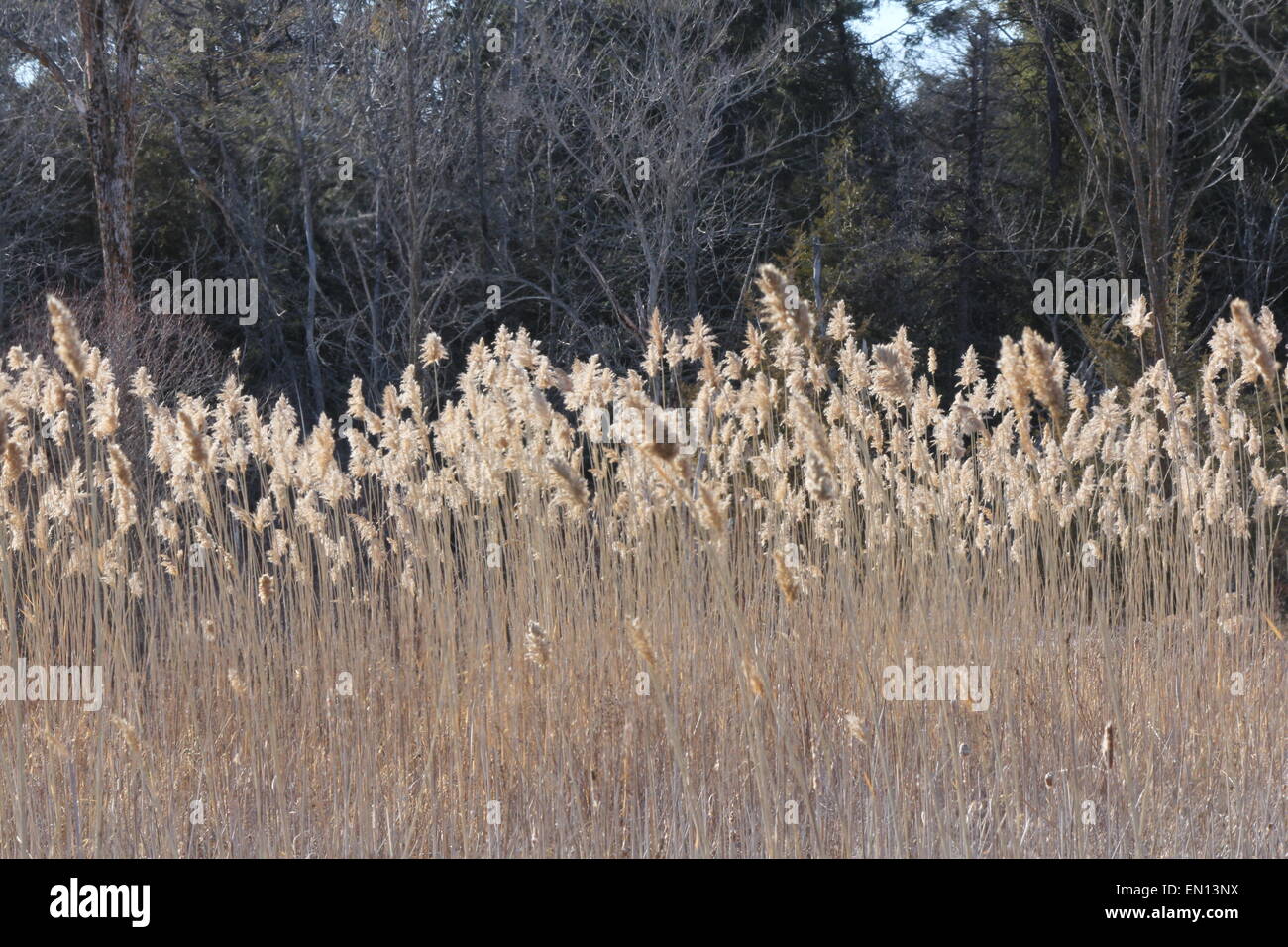 Phragmites australis in a marshy area beside a country road. An ...