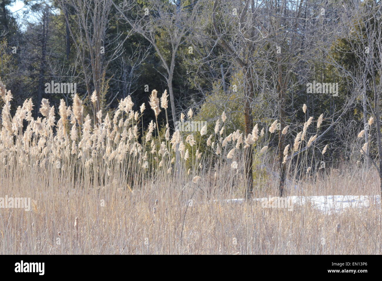 Invasive phragmites hi-res stock photography and images - Alamy