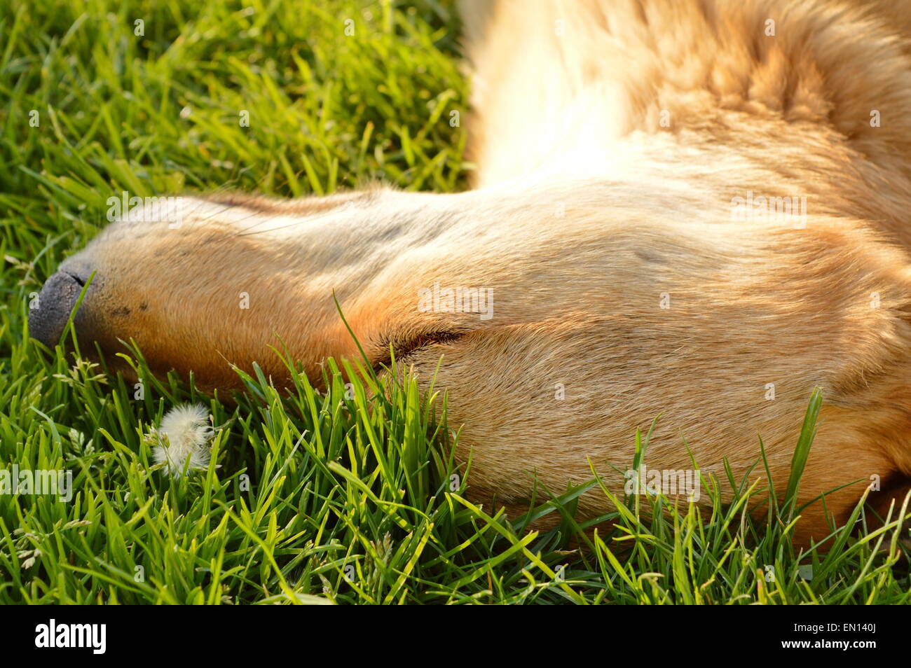 Dog with orange reddish fur sleeping in the grass Stock Photo - Alamy