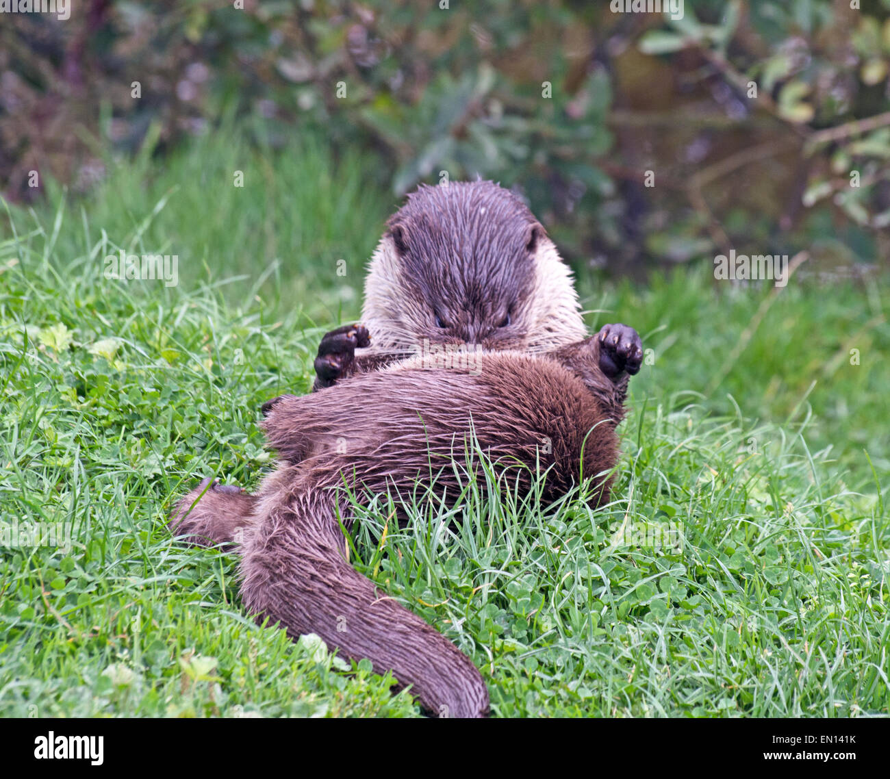 EURPEAN BRITISH OTTER, Lutra Luta, Surrey; England Stock Photo - Alamy