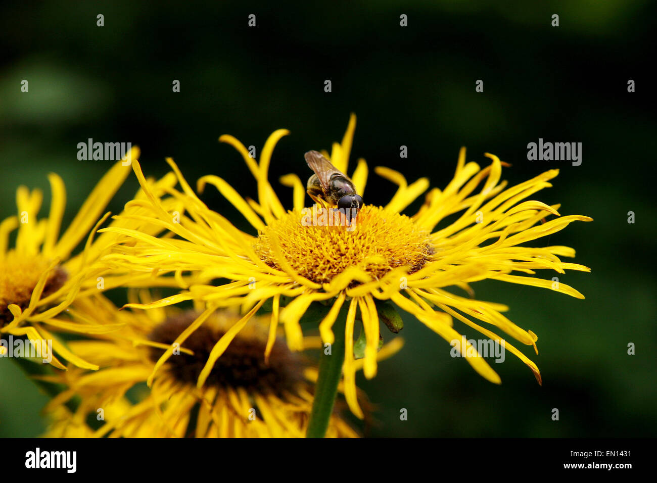 Cute Honey Bee High Resolution Stock Photography and Images - Alamy