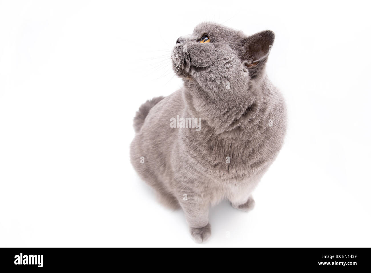 Mature yellow white grey Cut Out Stock Images & Pictures - Alamy