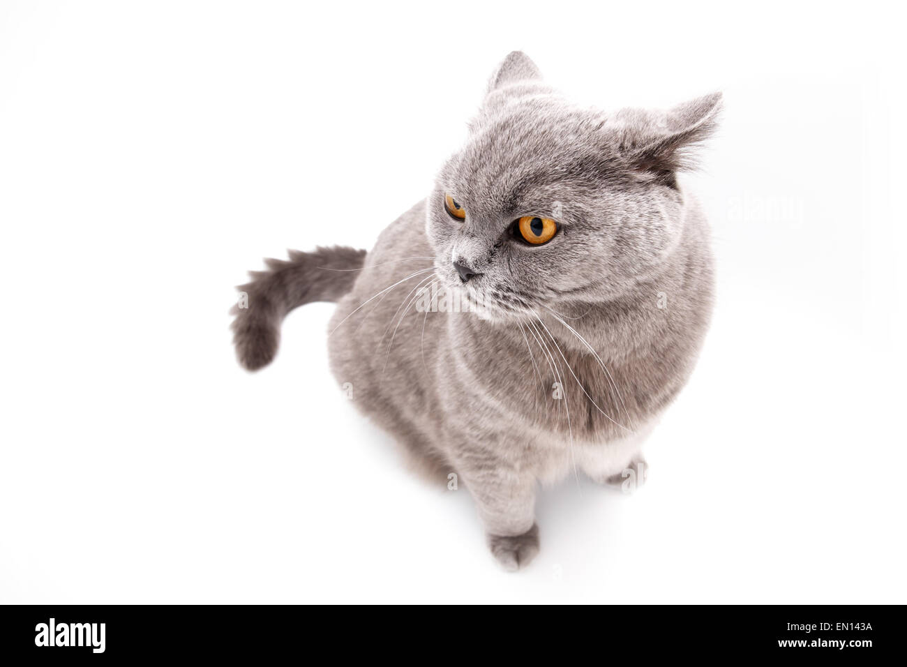 Frightened grey british cat isolated on white background Stock Photo ...