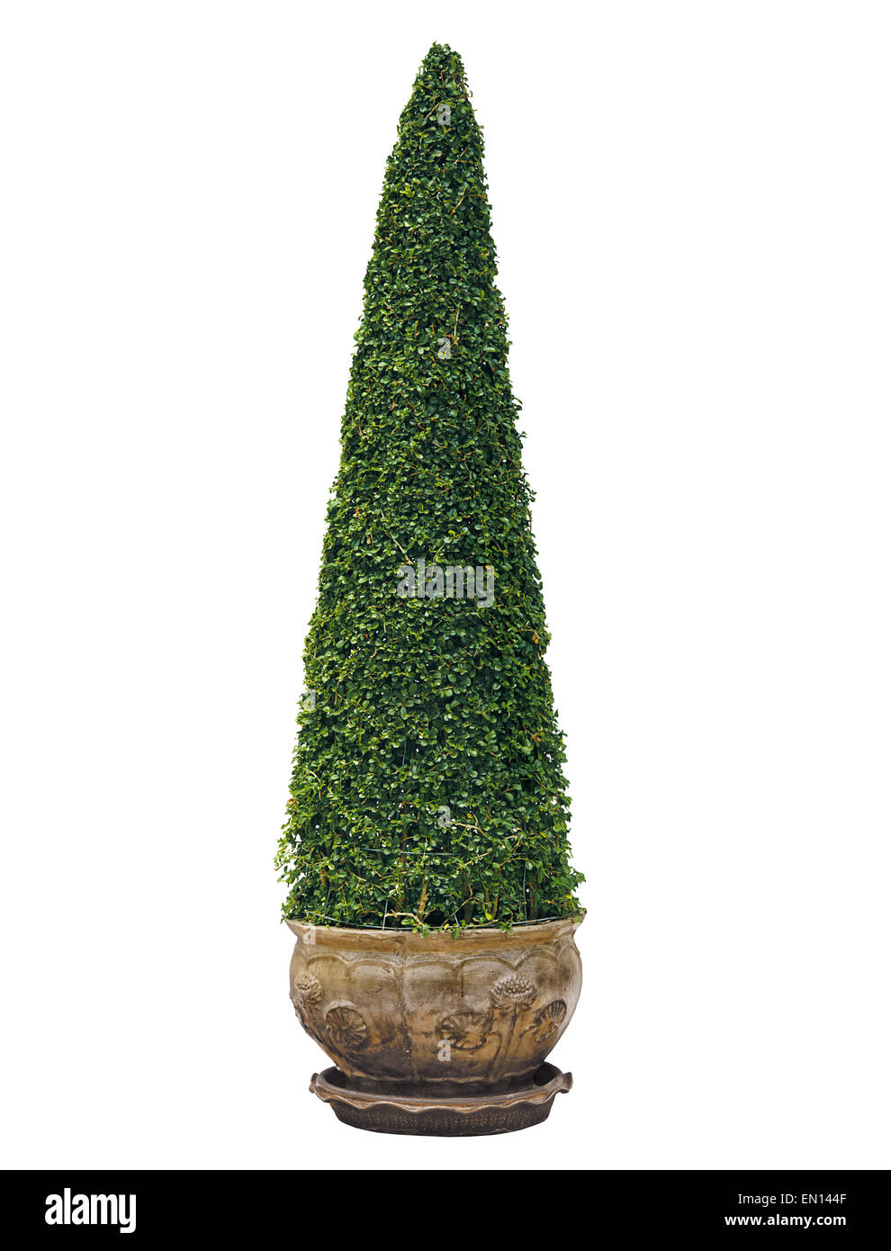 tall bush in the pot isolated on white Stock Photo - Alamy