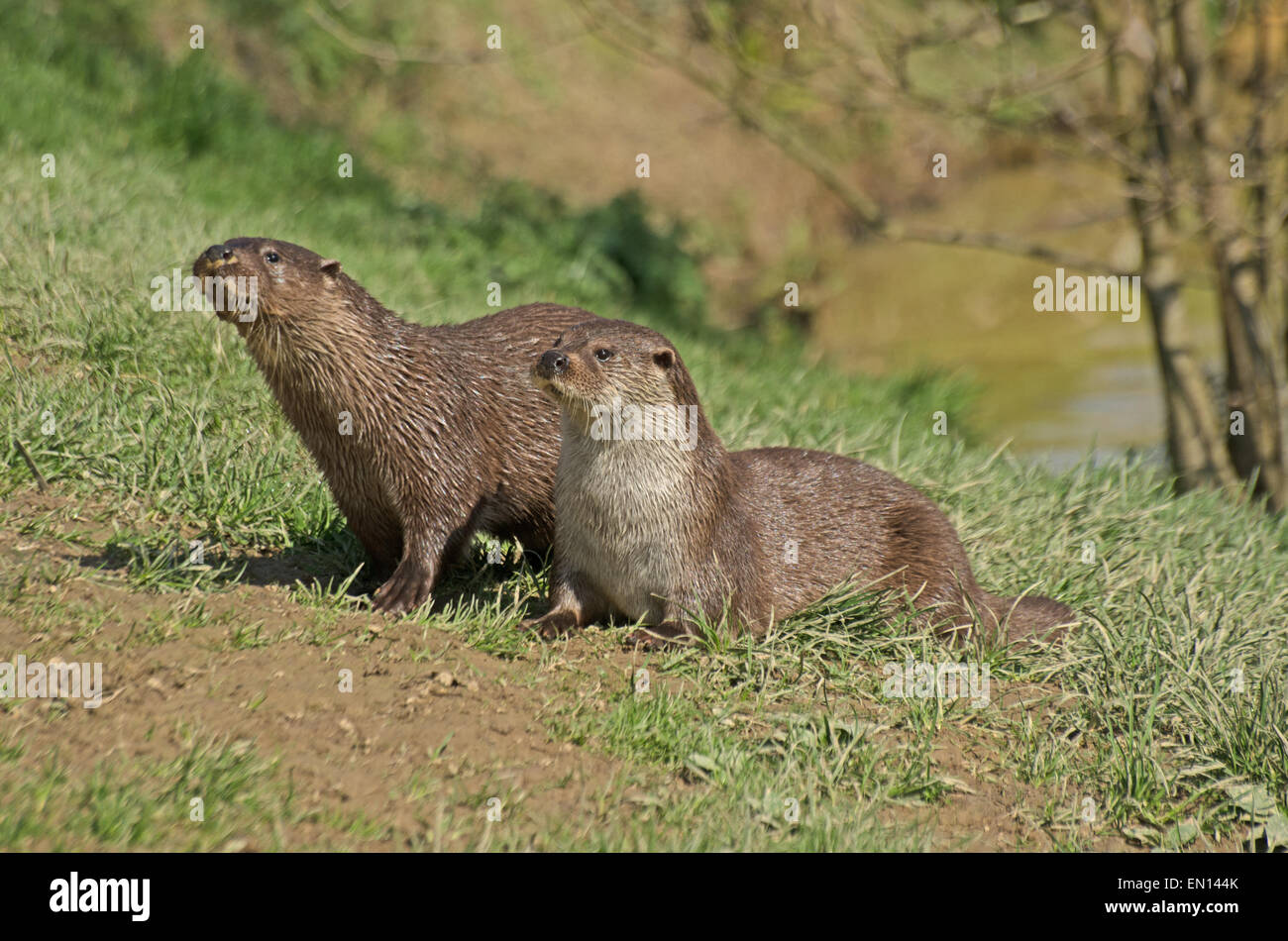 EURPEAN BRITISH OTTER, Lutra Luta, Surrey, England Stock Photo - Alamy