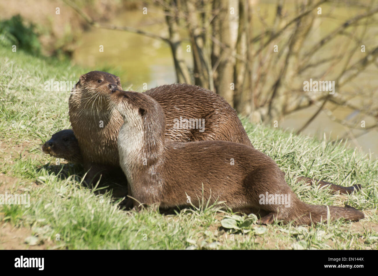 EURPEAN BRITISH OTTER, Lutra Luta, Surrey, England Stock Photo - Alamy