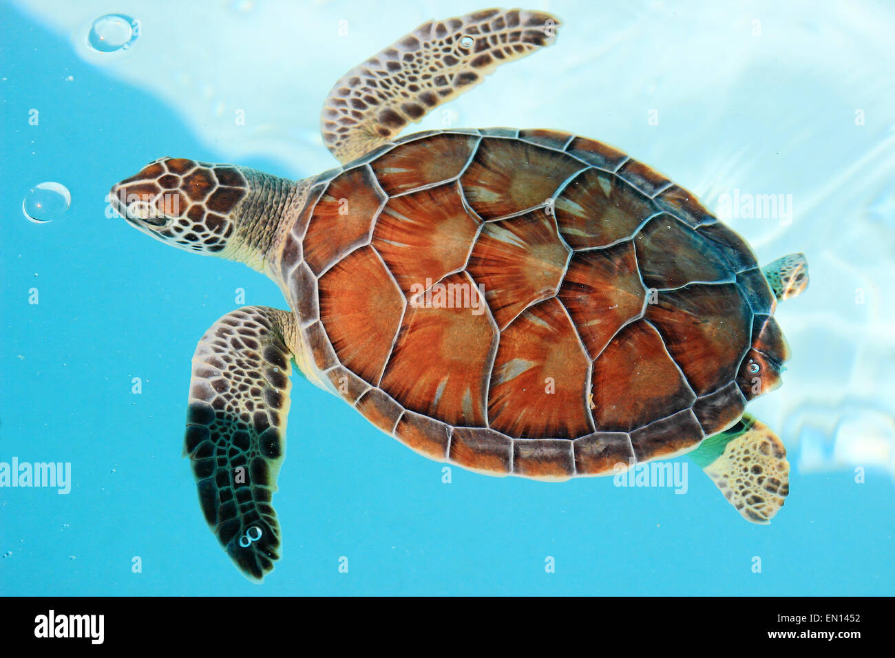 Endangered mexican turtle in turquoise water Stock Photo - Alamy