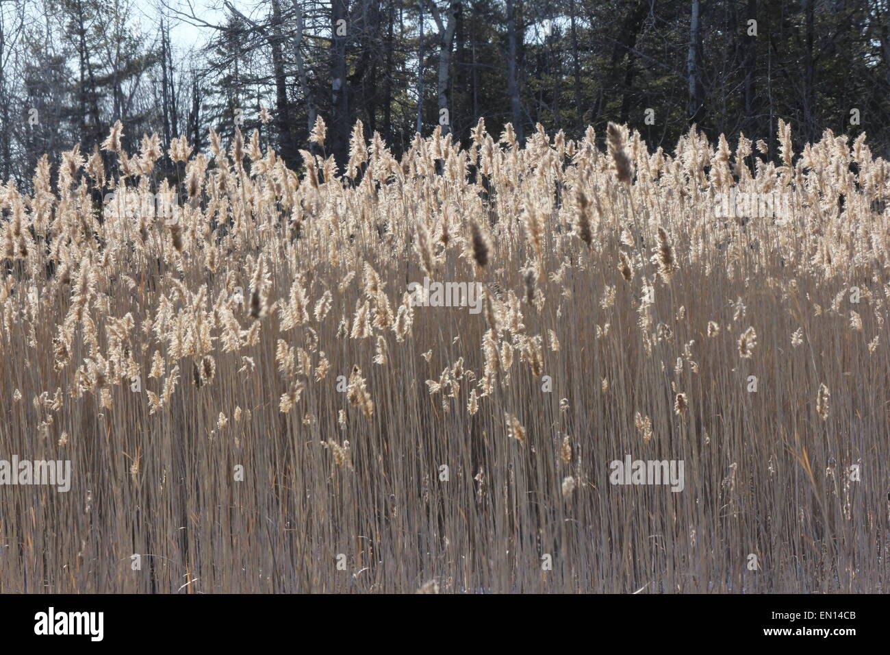 Invasive phragmites hi-res stock photography and images - Alamy