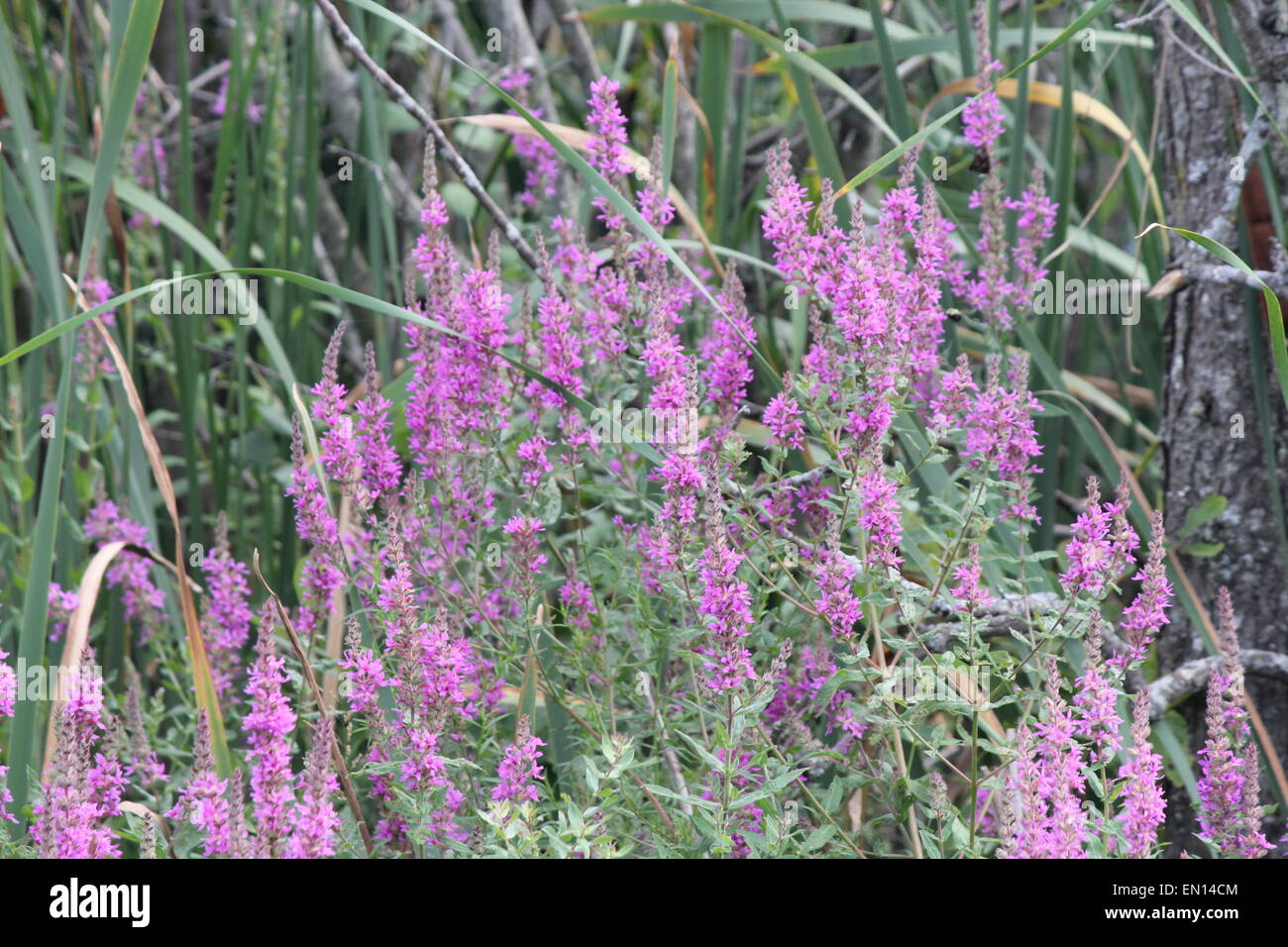 Purple loosestrife is a highly invasive, wetland plant that invades ...