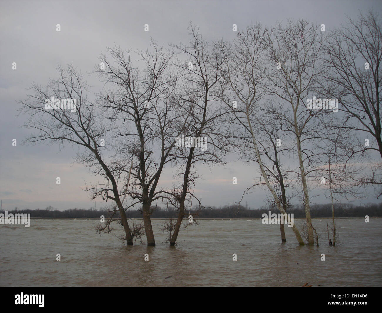 Trees partially submerged during flood of the Ohio river Stock Photo ...