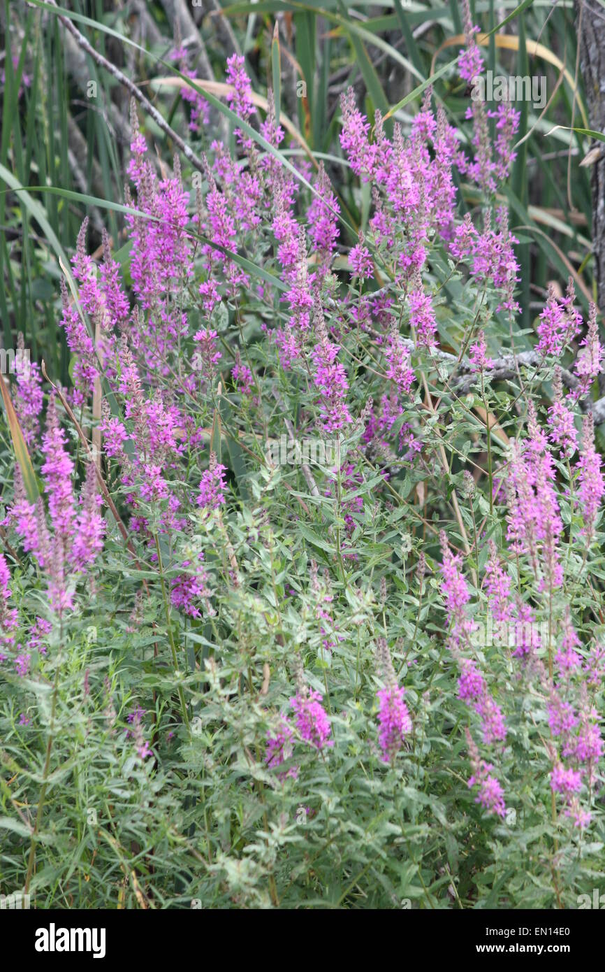 In Ontario, Canada Purple loosestrife is a highly invasive, wetland ...