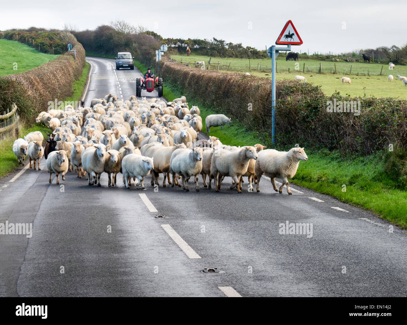 Flock of sheep being driven along a country lane on the Gower Peninsula ...
