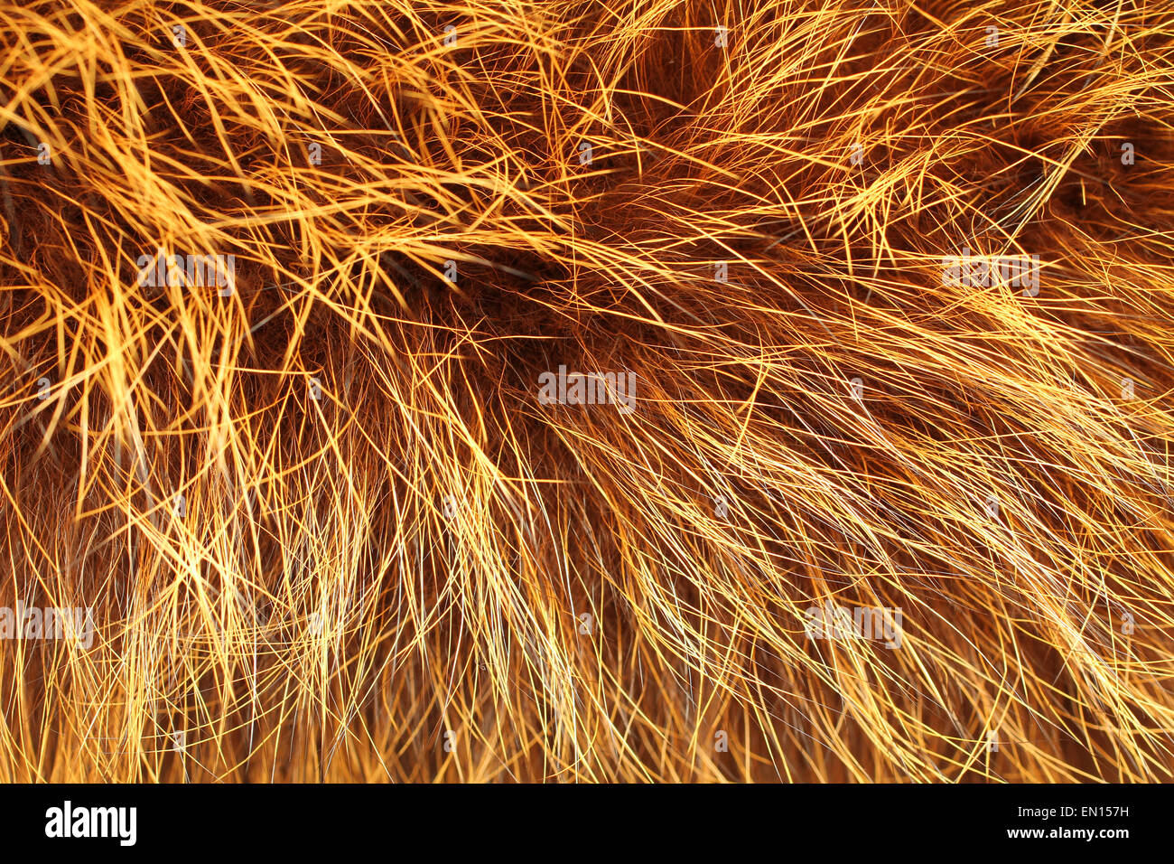 Yellow, brown and black colored fox fur Stock Photo - Alamy