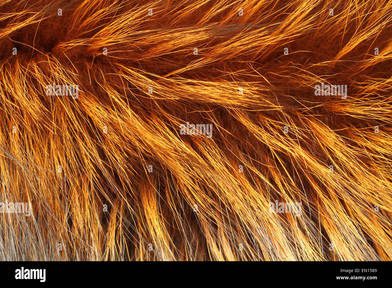 Yellow, brown and black colored fox fur Stock Photo - Alamy