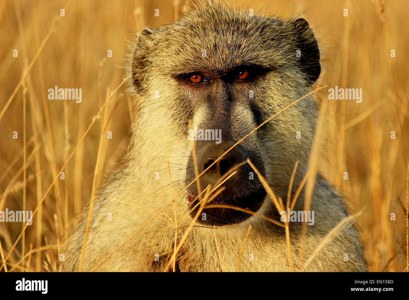 African adventure holidays hi-res stock photography and images - Alamy