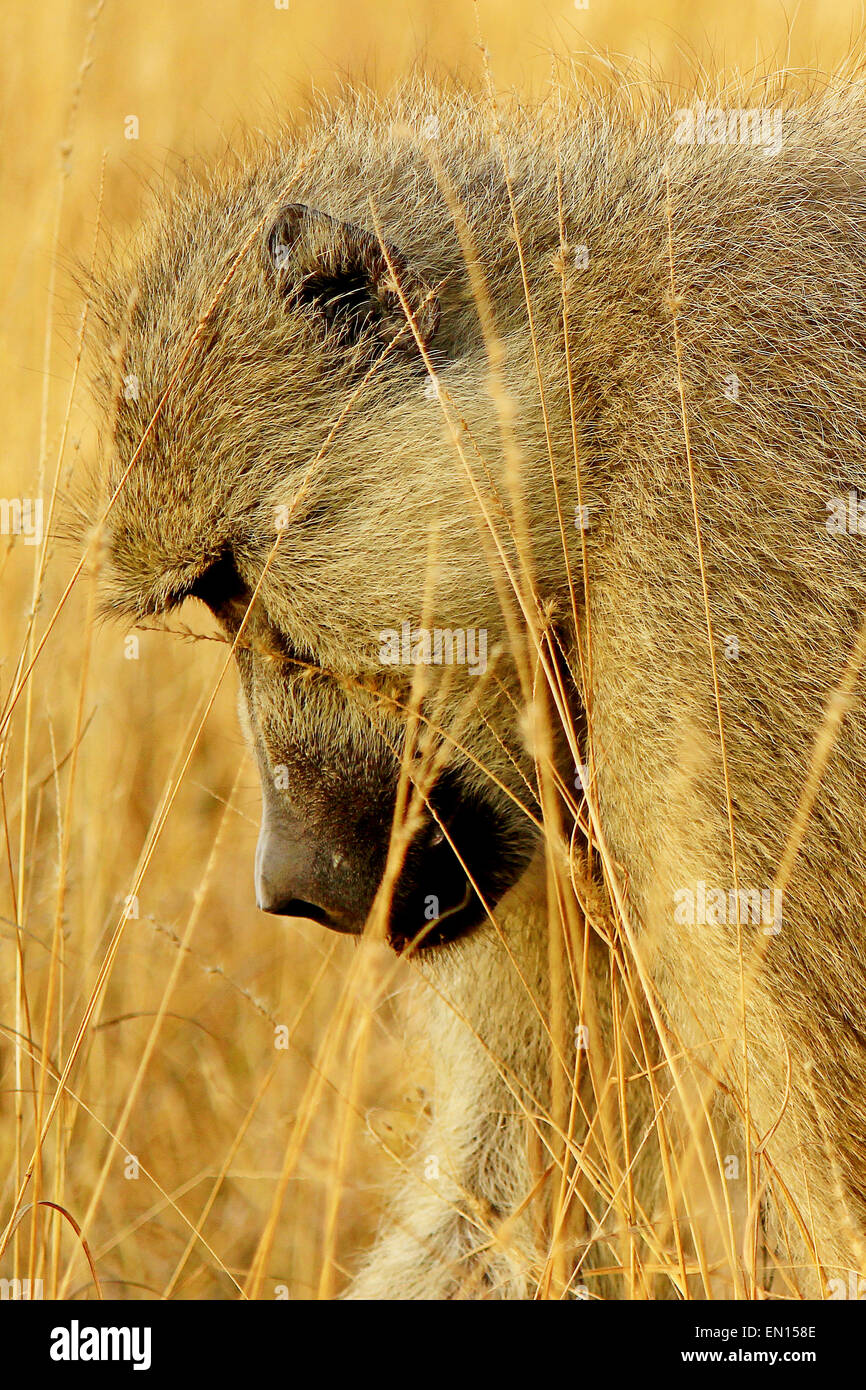 African adventure holidays hi-res stock photography and images - Alamy