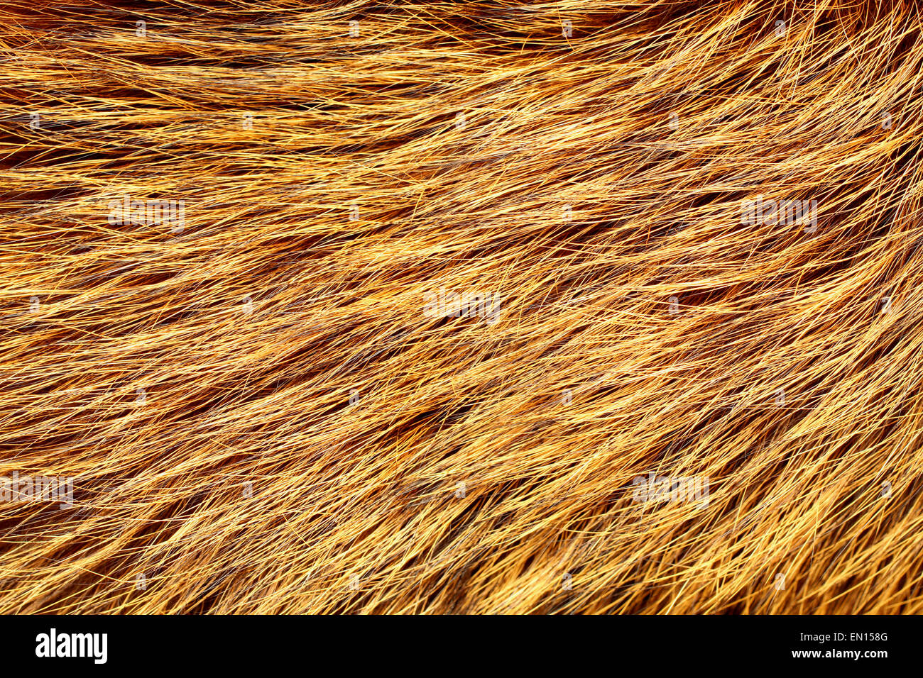 Yellow, brown and black colored fox fur Stock Photo - Alamy