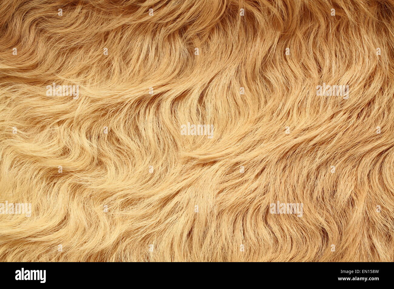 Fluffy lama hi-res stock photography and images - Alamy