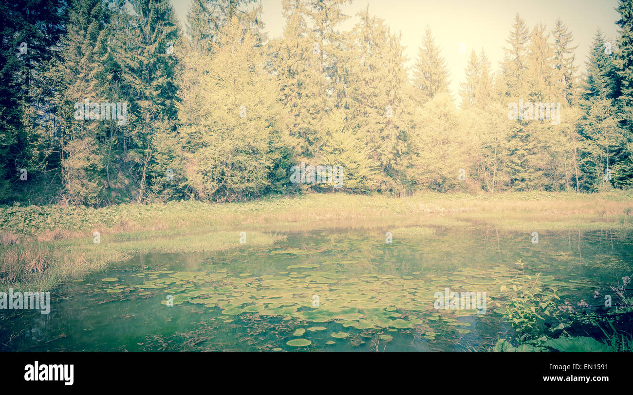 Nature reserve pond in middle hi-res stock photography and images - Alamy