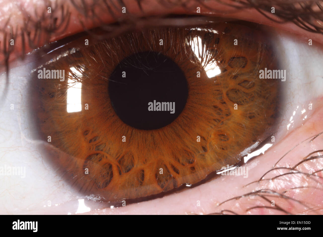 extreme closeup of an human eye Stock Photo - Alamy
