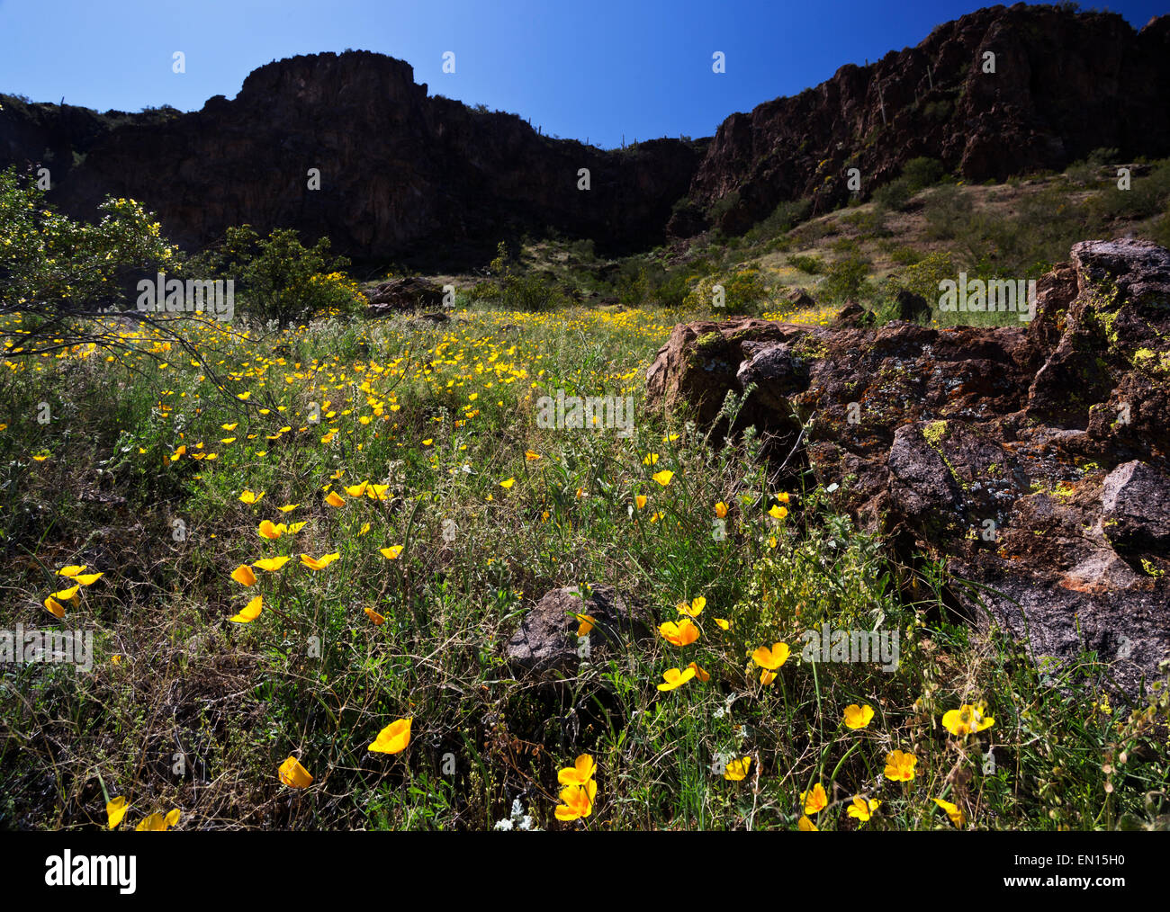 Wildflowers are accents of a meadow of poppies in bloom on mountain ...