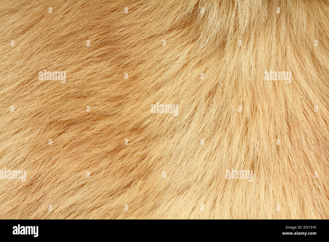 Fluffy lama hi-res stock photography and images - Alamy