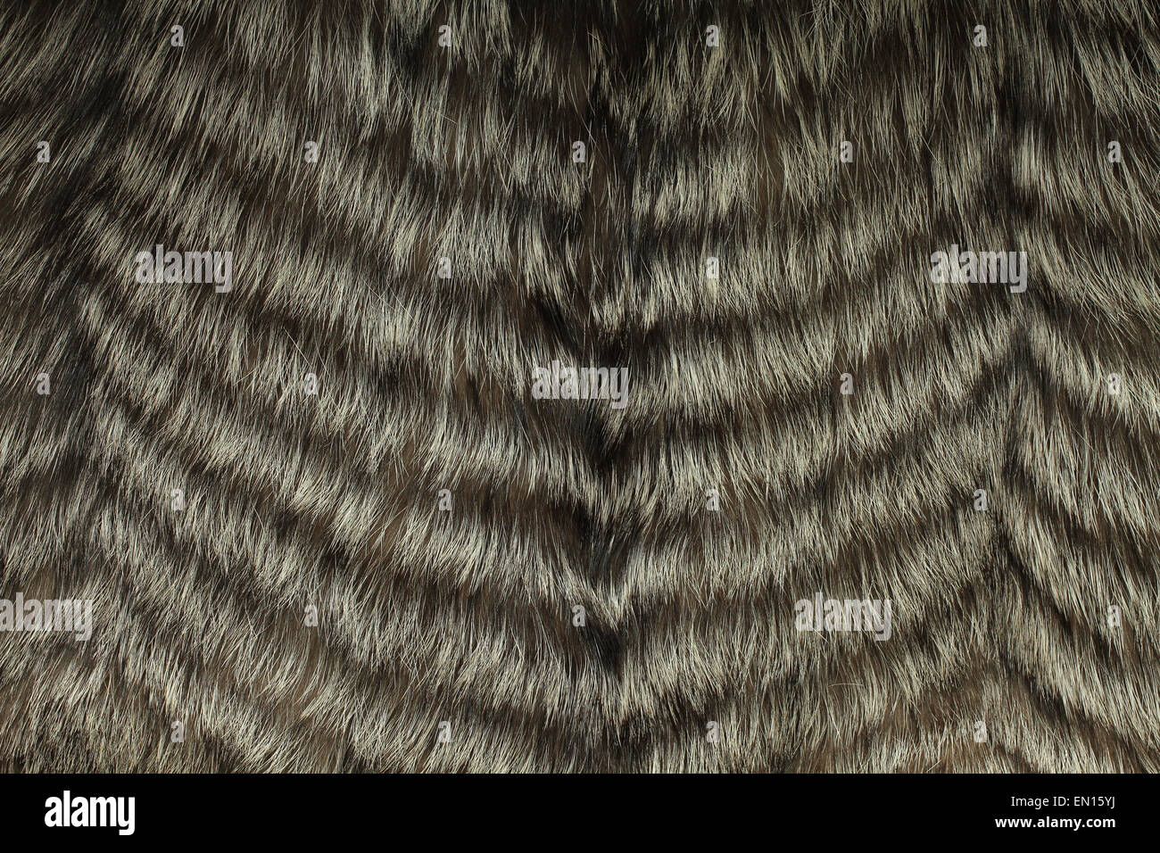 Silver fox hi-res stock photography and images - Alamy