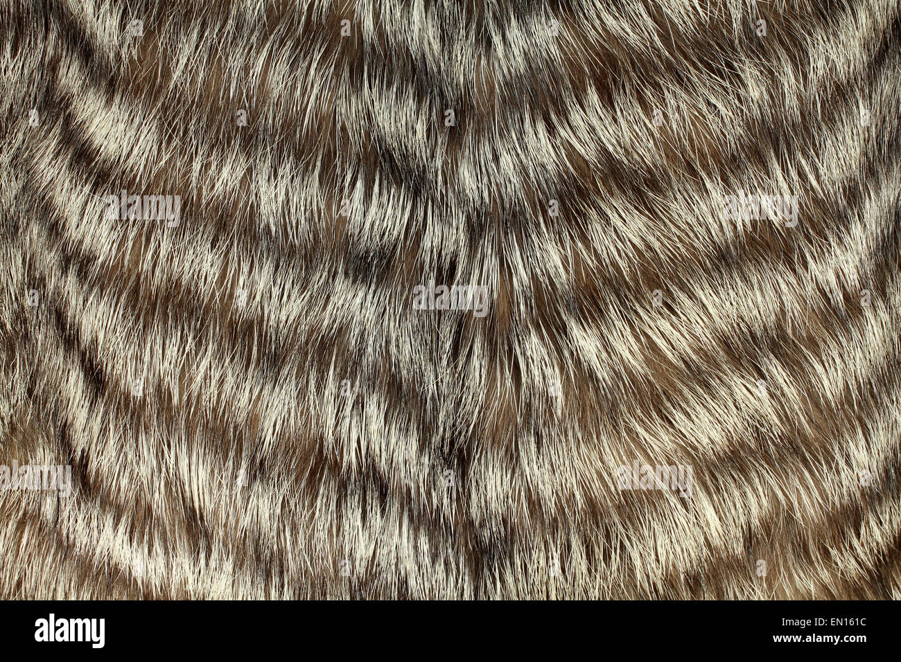 Silver fox hi-res stock photography and images - Alamy