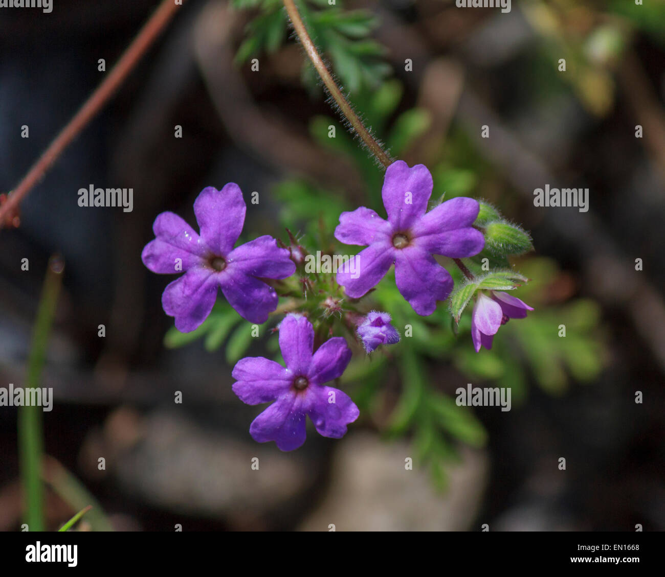 Purple wildflowers hi-res stock photography and images - Alamy