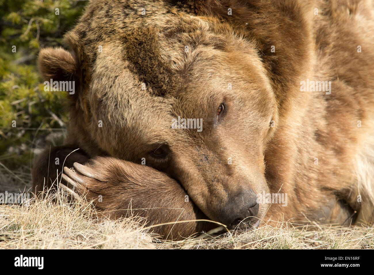 Grizzly bear ursus winter hi-res stock photography and images - Alamy